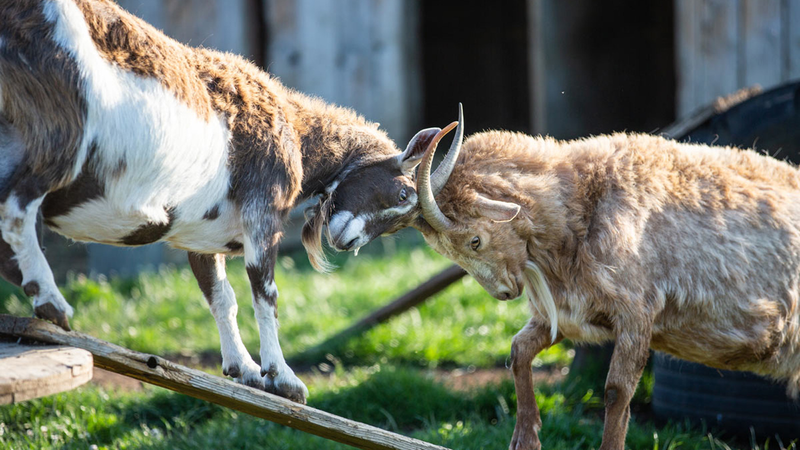 Avon Farm Cottages - Luxury holiday cottages & Long Term Rentals near ...